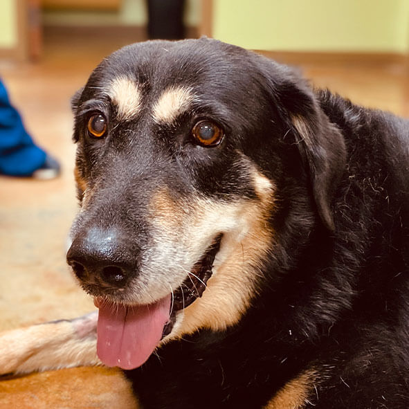 Mobile Vet Care in Grifton, NC | Faithful Friends Veterinary Hospital